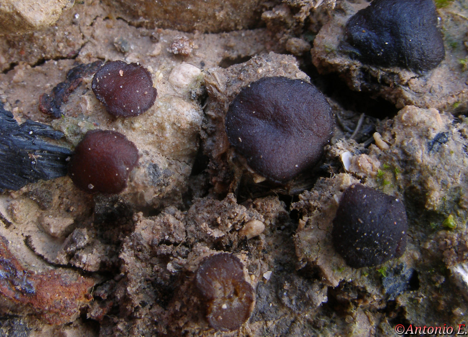 Unos cuantos ascomicetos…(I) | Centro de Estudios Micológicos T ...