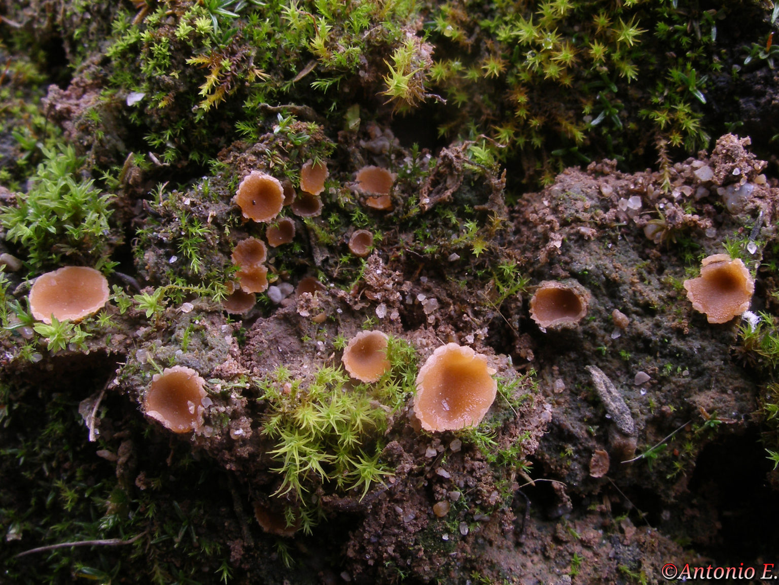 Unos cuantos ascomicetos más...(II) - Centro de Estudios Micológicos T ...