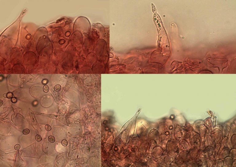 Pluteus thomsonii (Berk. & Broome) Dennis. | Centro de Estudios ...