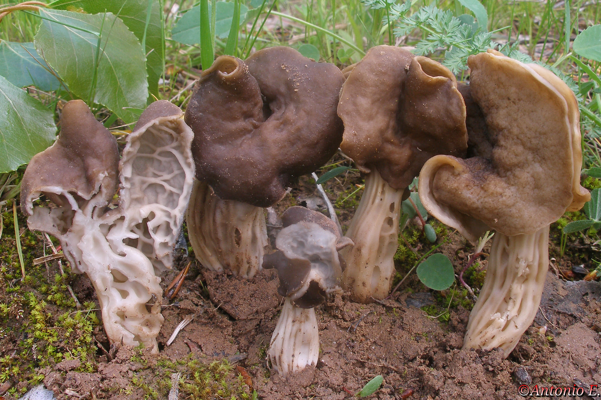 Fichas micológicas de Antonio Ezquerro archivos - Centro de Estudios ...